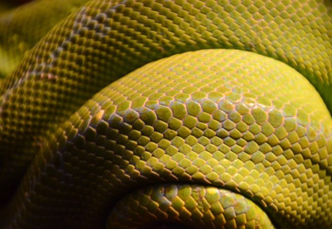 Arhive șarpe - VOX VALACHORUM